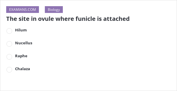 The site in ovule where funicle is attached | EXAMIANS