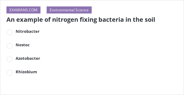 An example of nitrogen fixing bacteria in the soil | EXAMIANS
